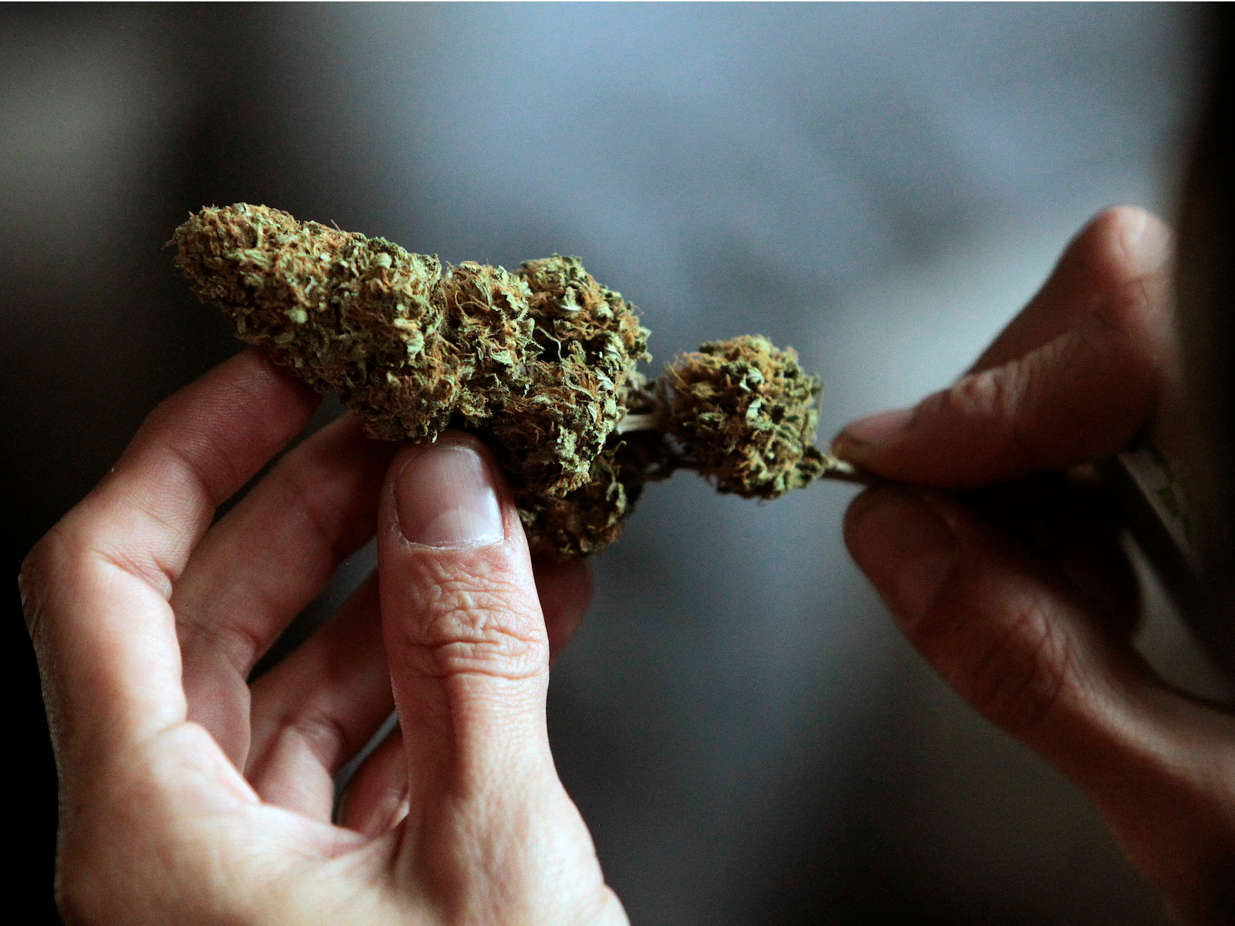 カナダが10月から嗜好品としての大麻合法化を発表、関連株が値上がり | Business Insider Japan