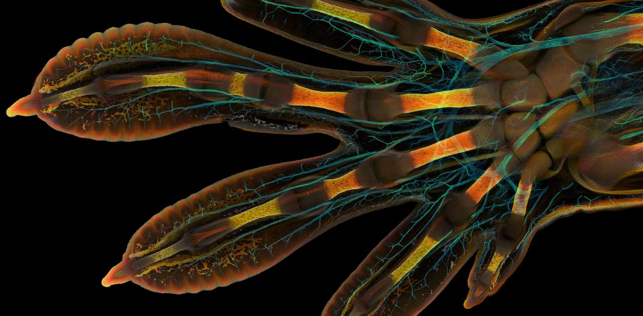 驚くべきミクロの世界を覗いてみよう...顕微鏡写真コンテスト入賞作[2022年] | Business Insider Japan