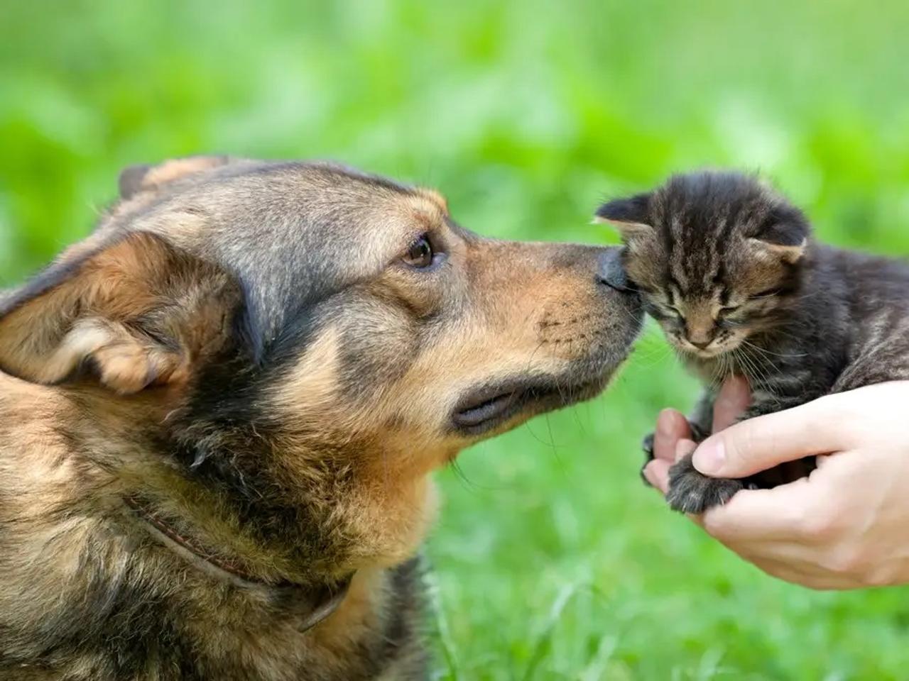 ねこが最高のペットであることを示す9つの研究 | Business Insider Japan ねこが最高のペットであることを示す9つの研究 | Business Insider Japan