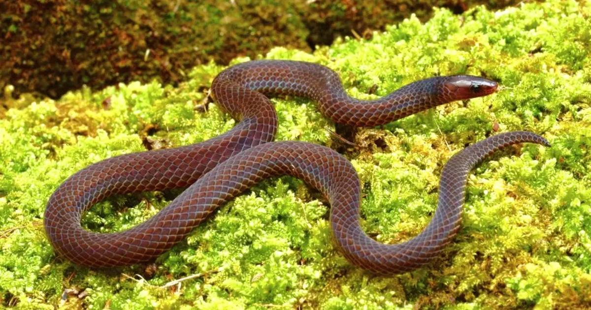 天敵から逃げるときに輪になって前転するヘビ見つかる | ギズモード・ジャパン