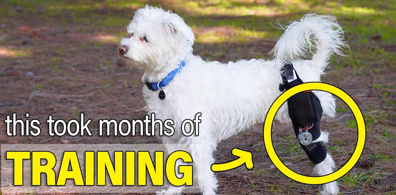 自称｢クソロボットの女王｣、愛犬に強化外骨格をDIY | ギズモード・ジャパン