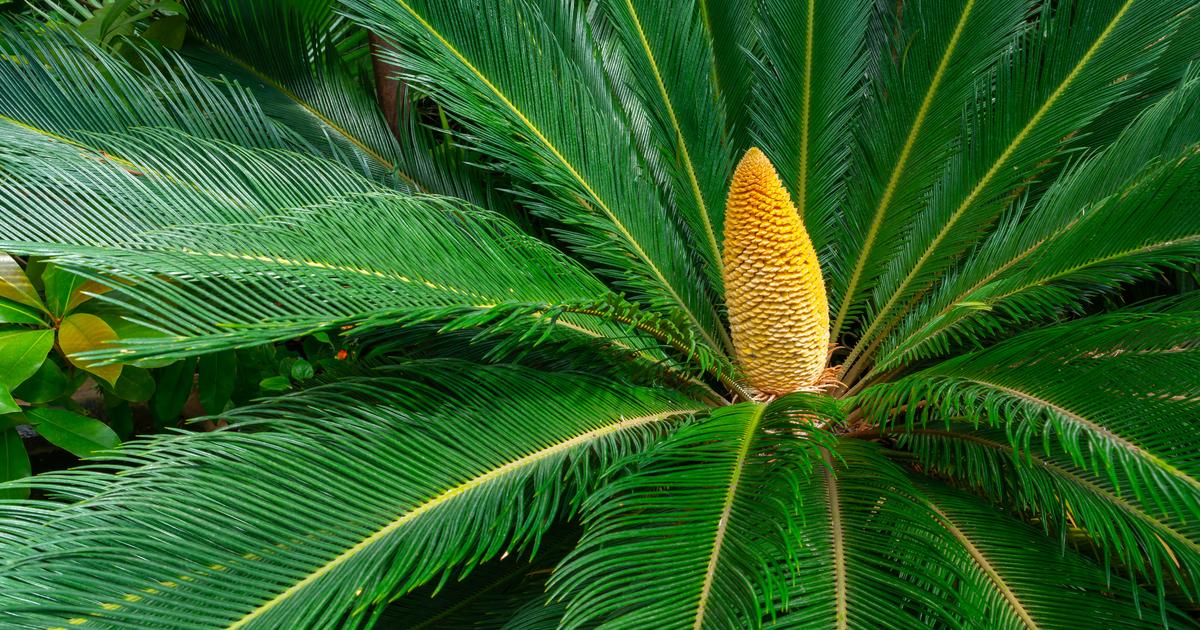 植物界のマッチングアプリ？ パートナーをAIとドローンで探す | ギズモード・ジャパン