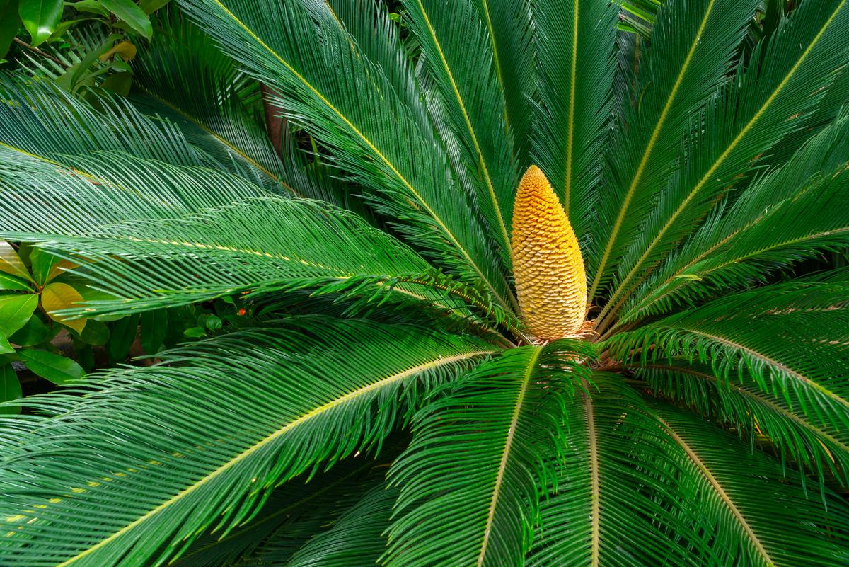 植物界のマッチングアプリ？ パートナーをAIとドローンで探す | ギズモード・ジャパン