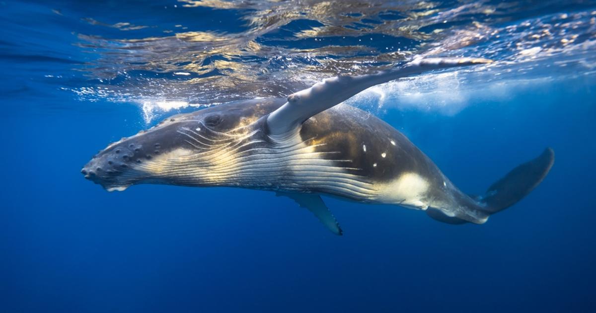 ザトウクジラの豪快な食事法「気泡で網を作って獲物を一気に食べてます」 | ギズモード・ジャパン