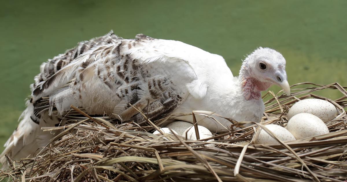 ニワトリの卵は食べるのに、なんで七面鳥の卵は食べないの？ | ギズモード・ジャパン