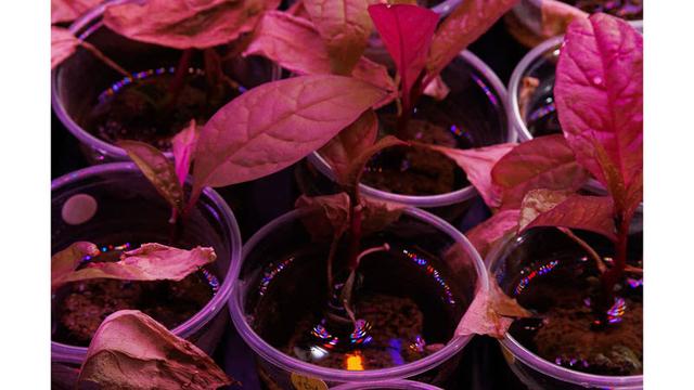 有毒植物で深刻な汚染地からレアアースを回収する試み | ギズモード・ジャパン