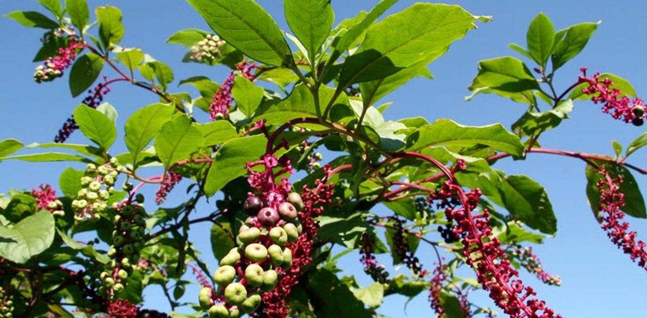 有毒植物で深刻な汚染地からレアアースを回収する試み | ギズモード・ジャパン