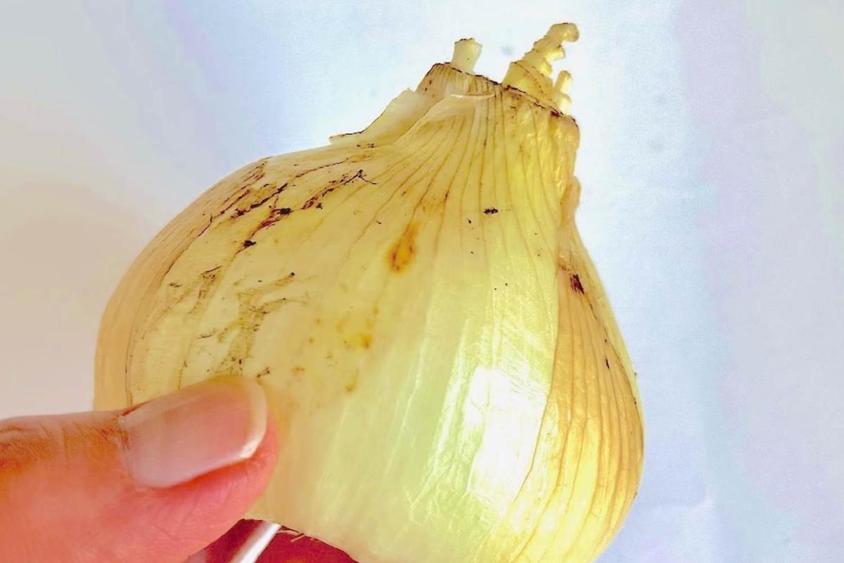 新玉ねぎ1袋、全部使い切りレシピ4つ。甘くてとろっとろで食べる手が止まらない！ | ライフハッカー・ジャパン