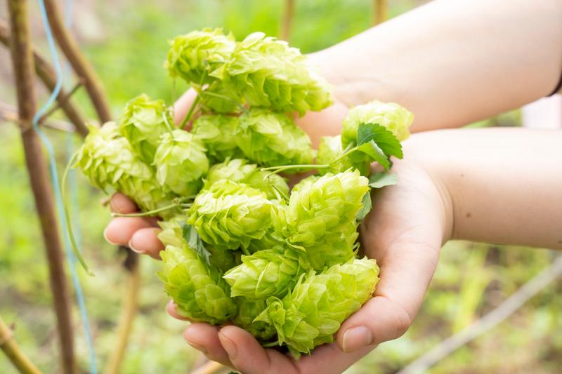 キリン「晴れ風」はなぜ伸びる？ リニューアル発表後初動で前年比売上150%の伸長のワケ | Business Insider Japan